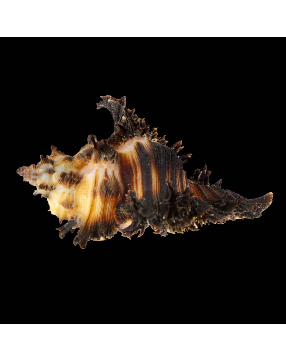 Chicoreus Brunneus BLACK & BROWN