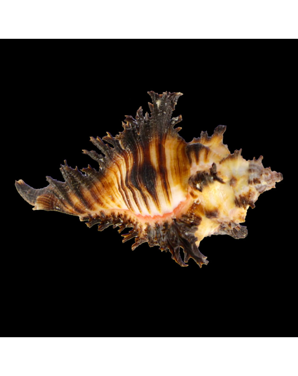 Chicoreus Brunneus BLACK & BROWN