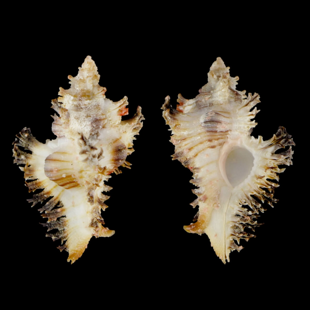 Chicoreus Brunneus BLACK & WHITE