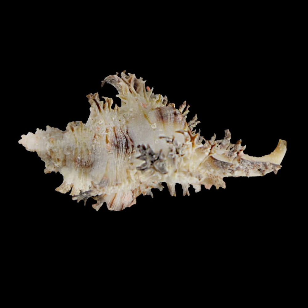 Chicoreus Brunneus BLACK & WHITE