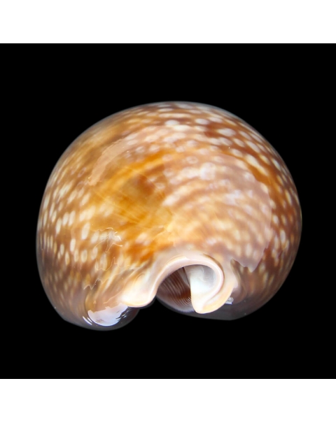 Macrocypraea Cervus