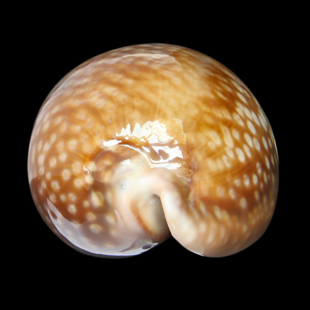 Macrocypraea Cervus