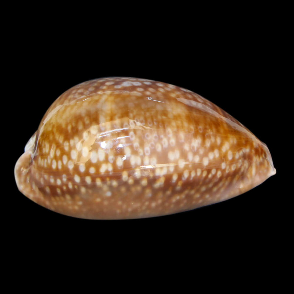 Macrocypraea Cervus