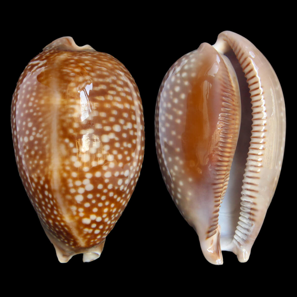 Macrocypraea Cervus