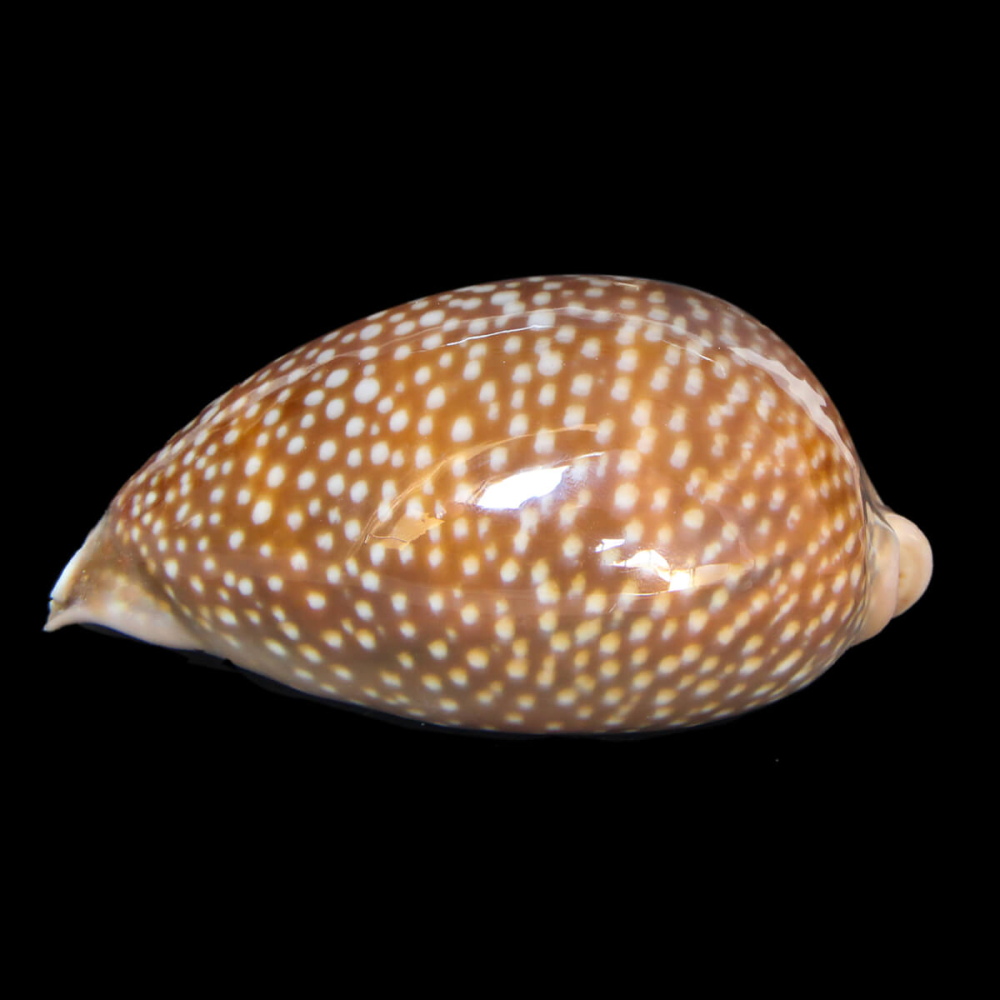 Macrocypraea Cervus