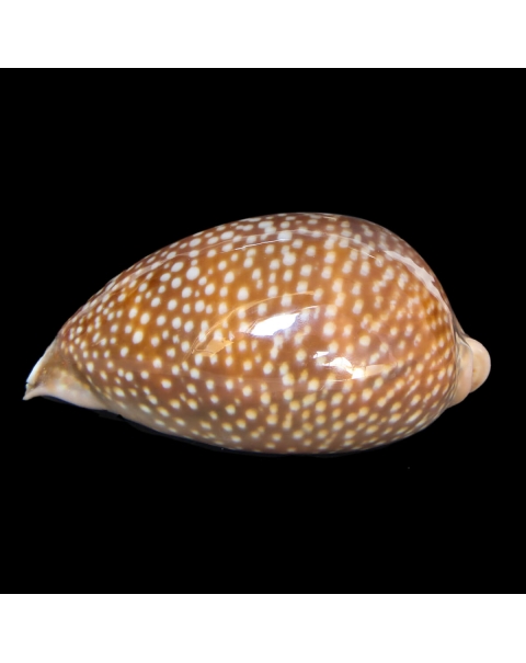 Macrocypraea Cervus