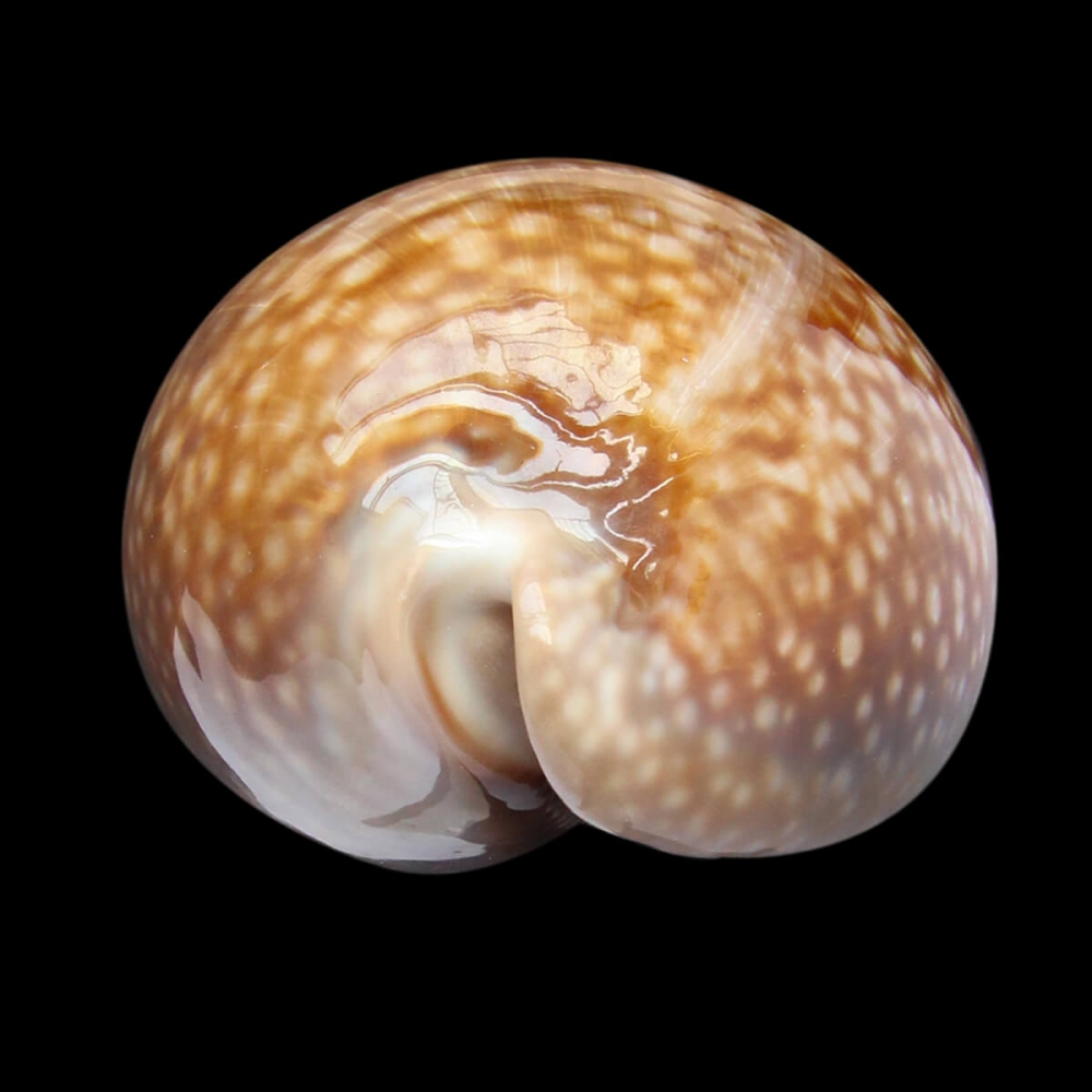 Macrocypraea Cervus