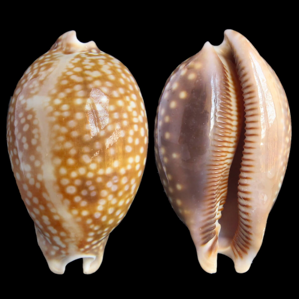 Macrocypraea Cervus
