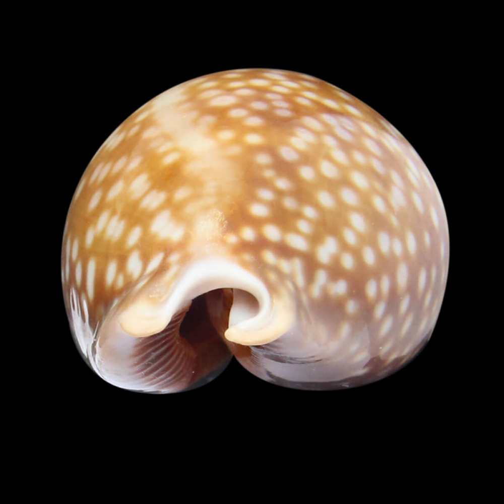 Macrocypraea Cervus