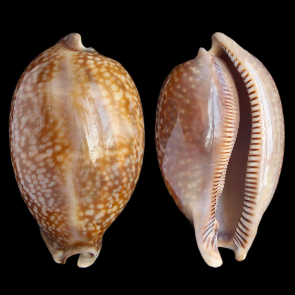 Macrocypraea Cervus