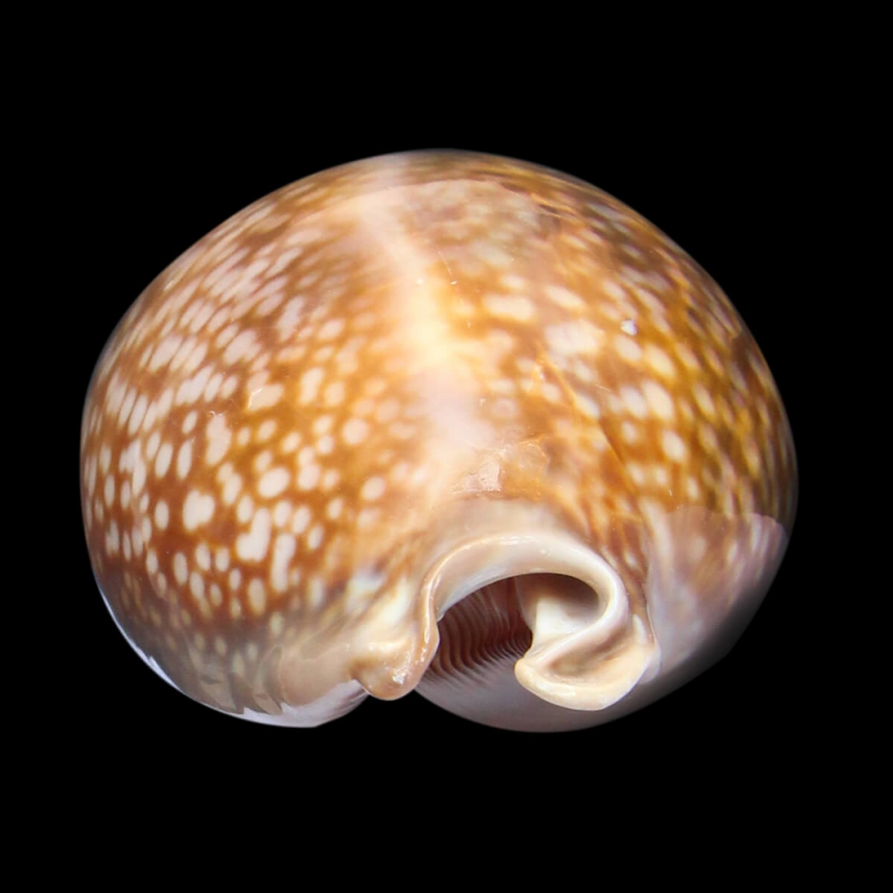 Macrocypraea Cervus