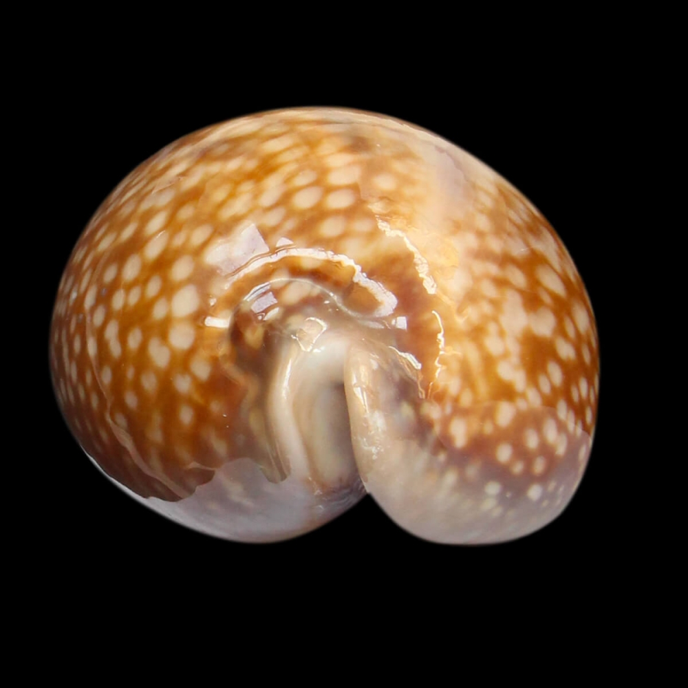 Macrocypraea Cervus