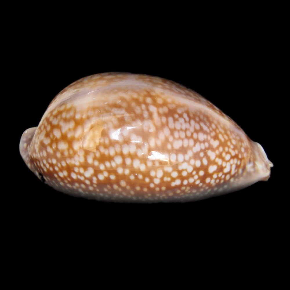 Macrocypraea Cervus