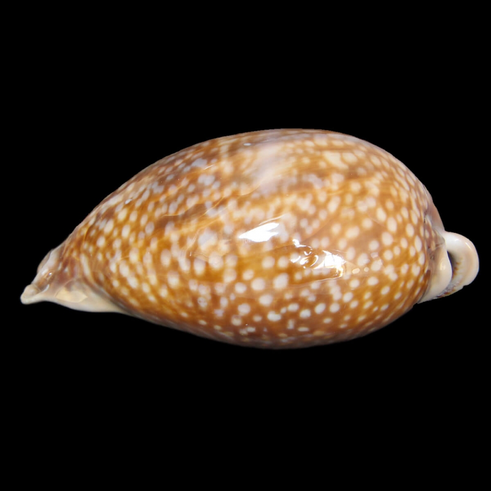 Macrocypraea Cervus
