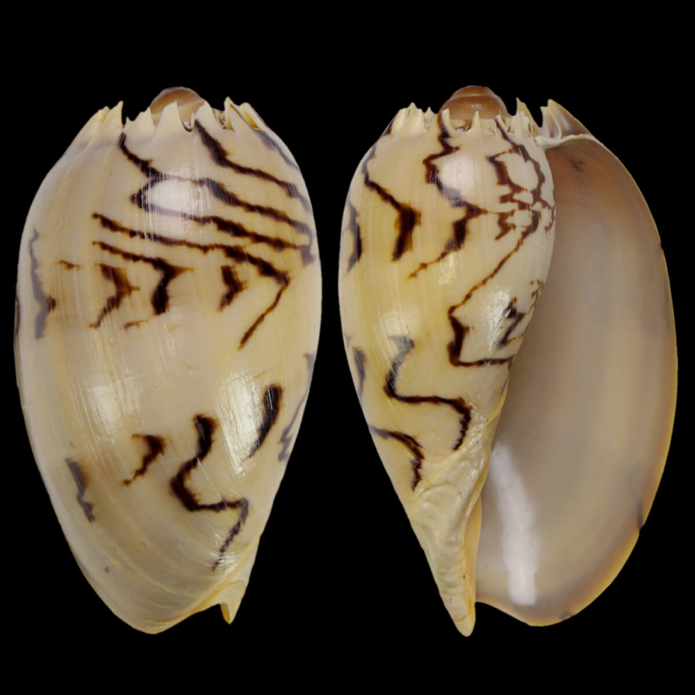 Broderipii-Apfelbaum