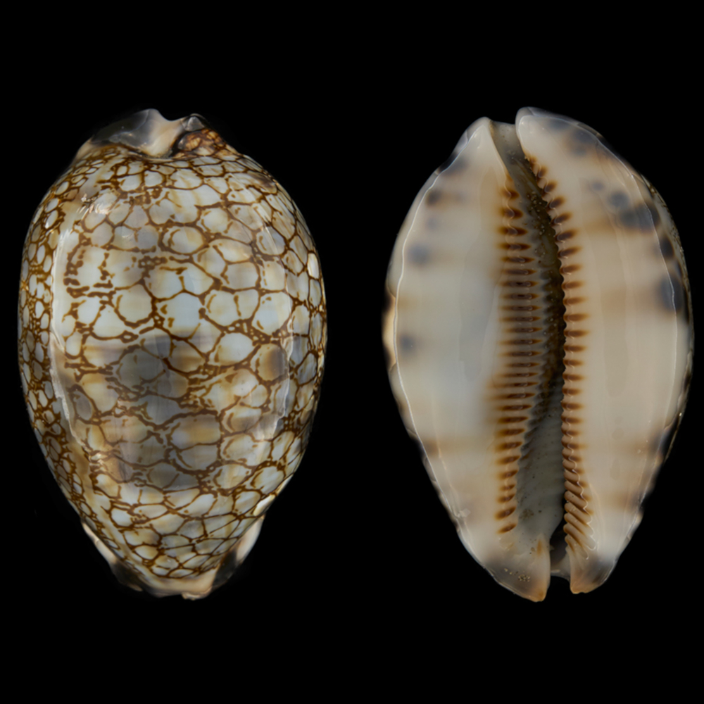 Mauritia Histrio - Madagascar