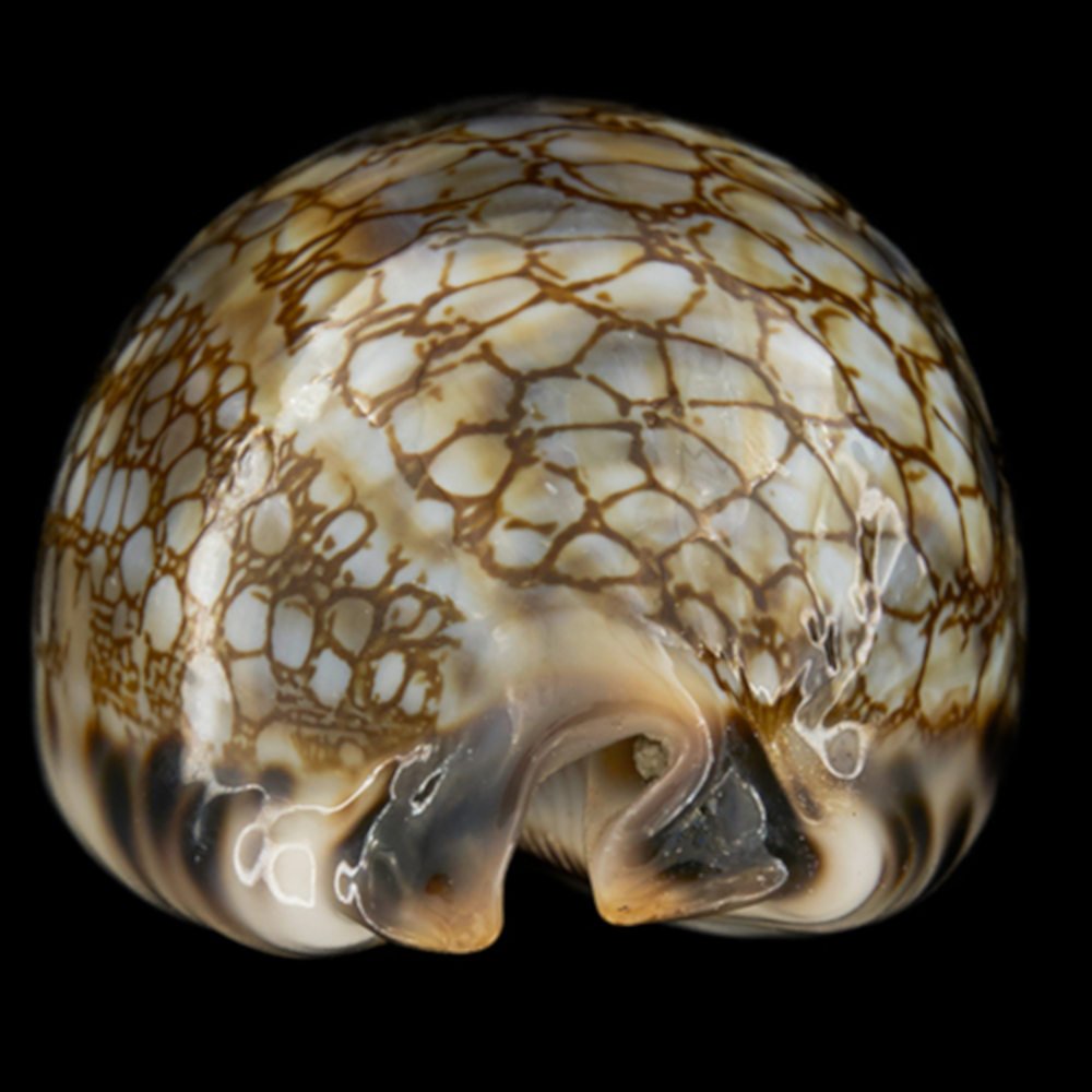 Mauritia Histrio - Madagascar