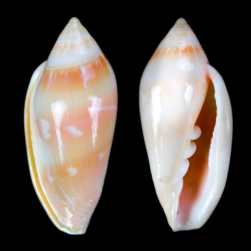 Marginella Desjardini - Africa