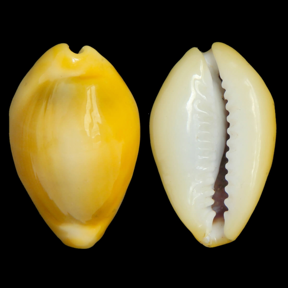 Monetaria Moneta