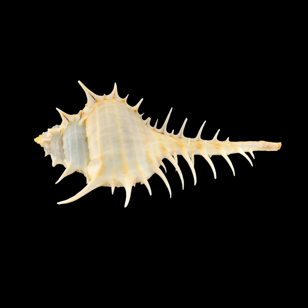 Muricidae Murex Echinodes