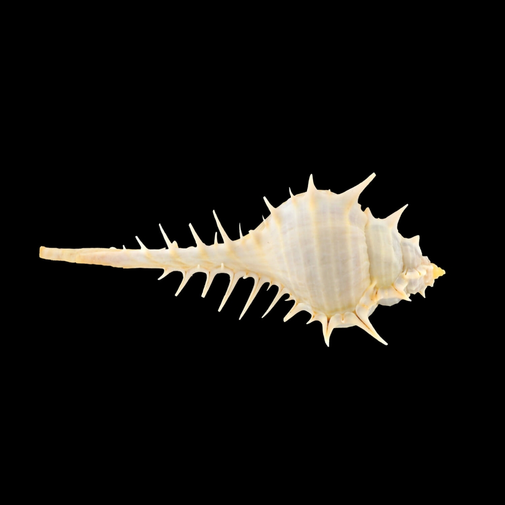 Muricidae Murex Echinodes