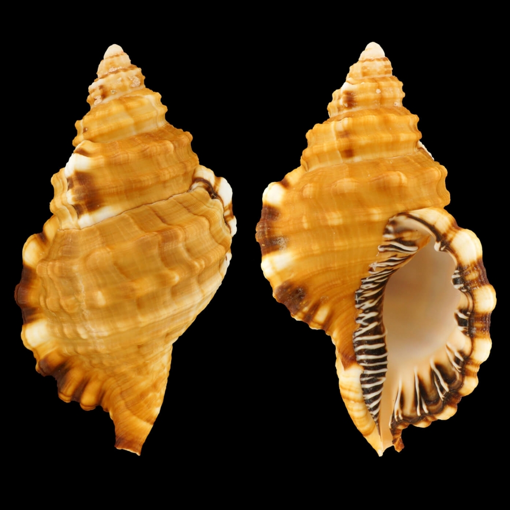 Cymatiidae Cymatium Monoplex Parthenopeus