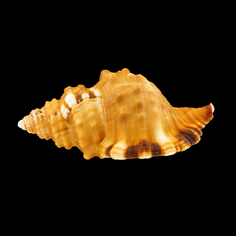 Cymatiidae Cymatium Monoplex Parthenopeus