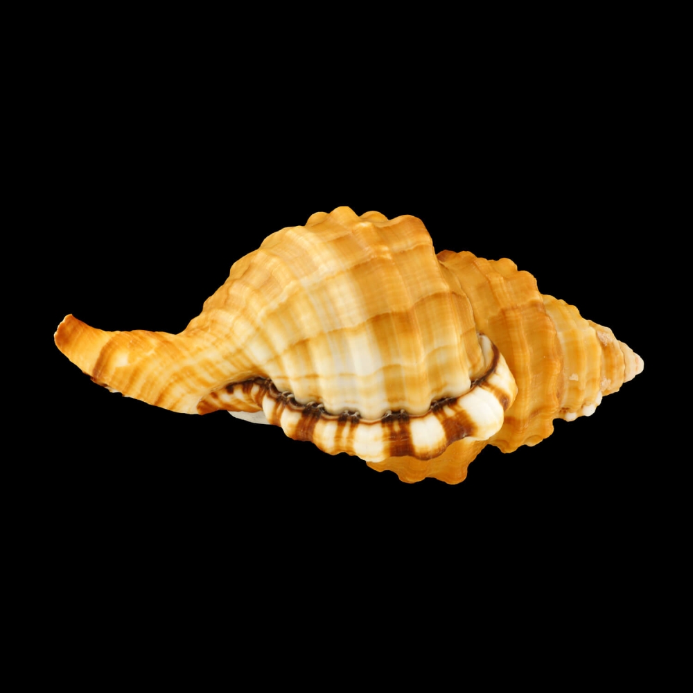 Cymatiidae Cymatium Monoplex Parthenopeus