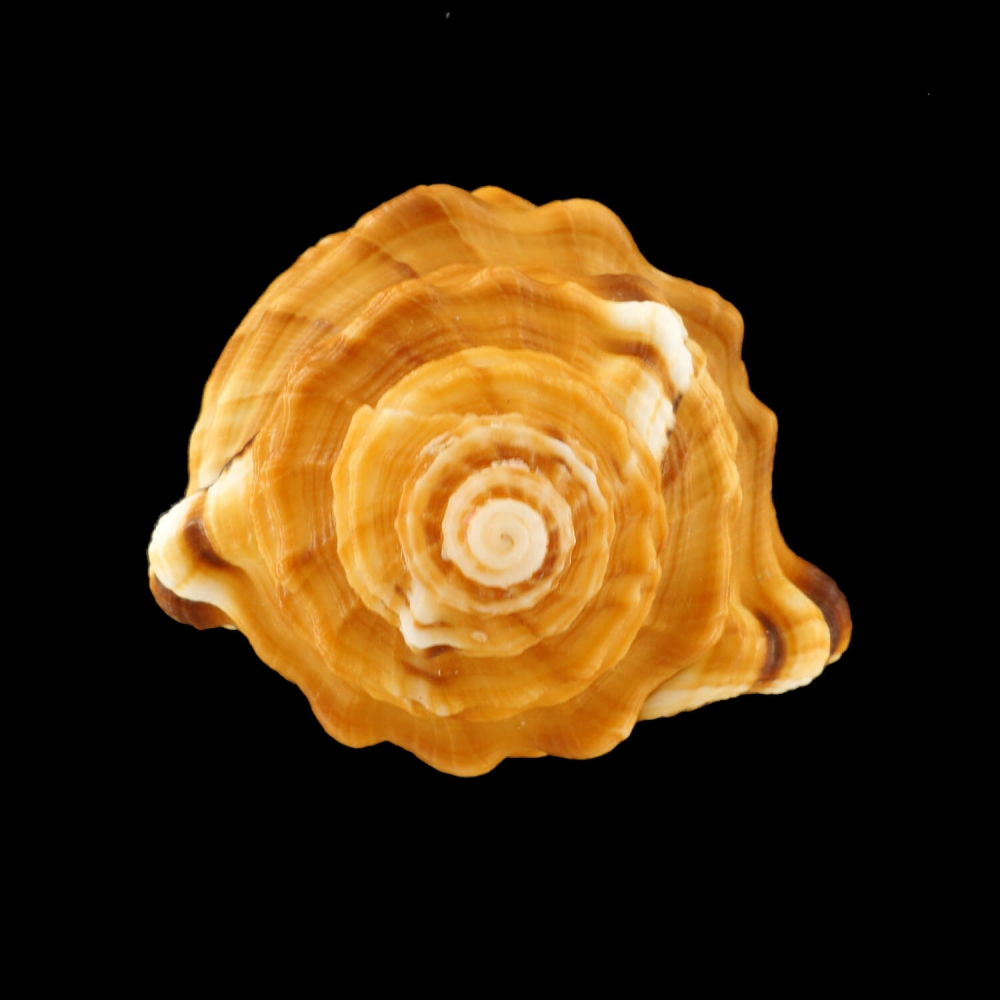 Cymatiidae Cymatium Monoplex Parthenopeus