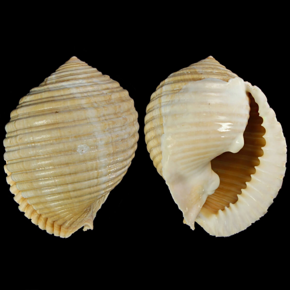 Malea Ringens - Galapagos