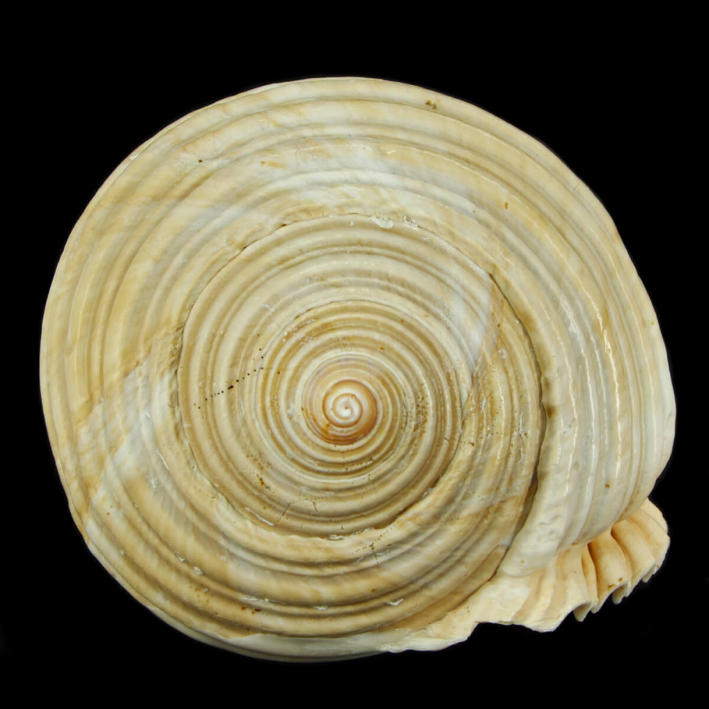 Malea Ringens - Galapagos