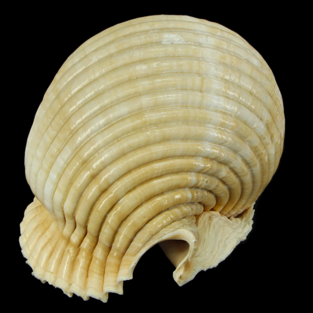 Malea Ringens - Galapagos