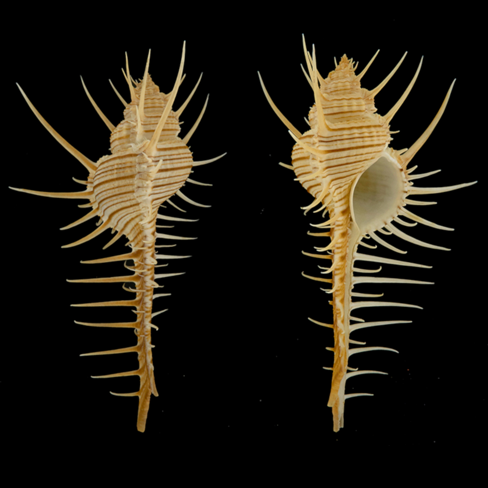 Murex Troschelli - Filippine