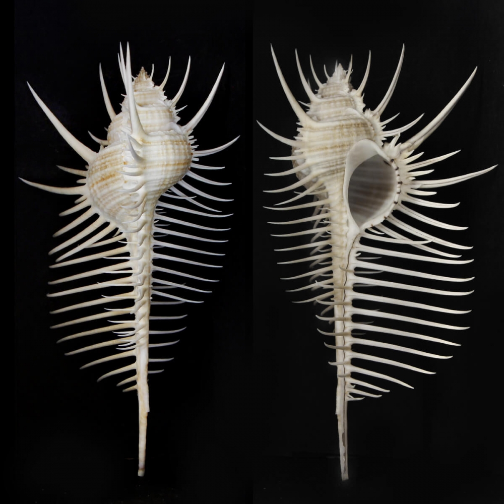Murex Triremis XL