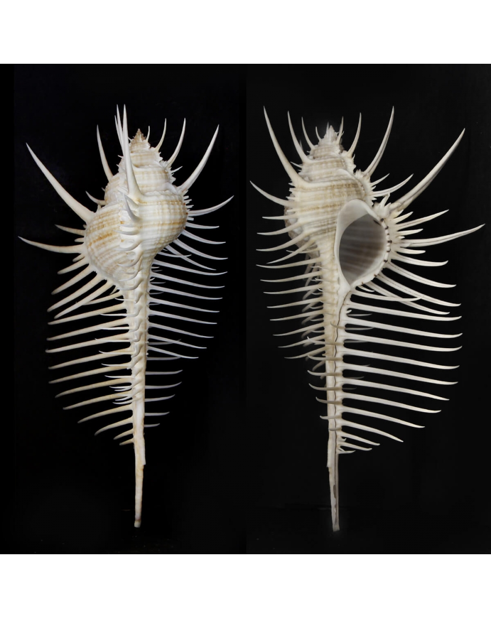 Murex Triremis XL