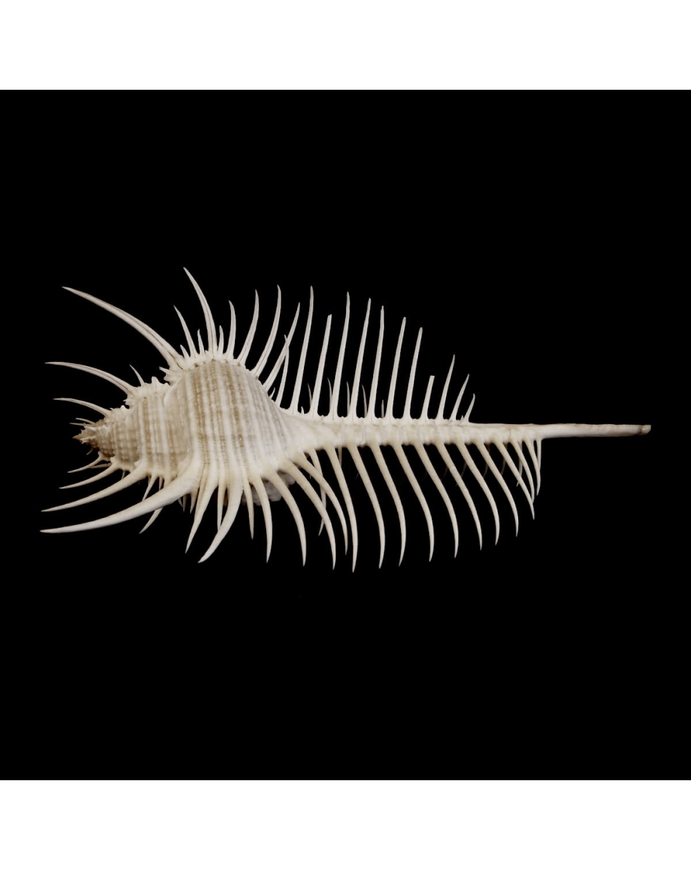 Murex Triremis XL