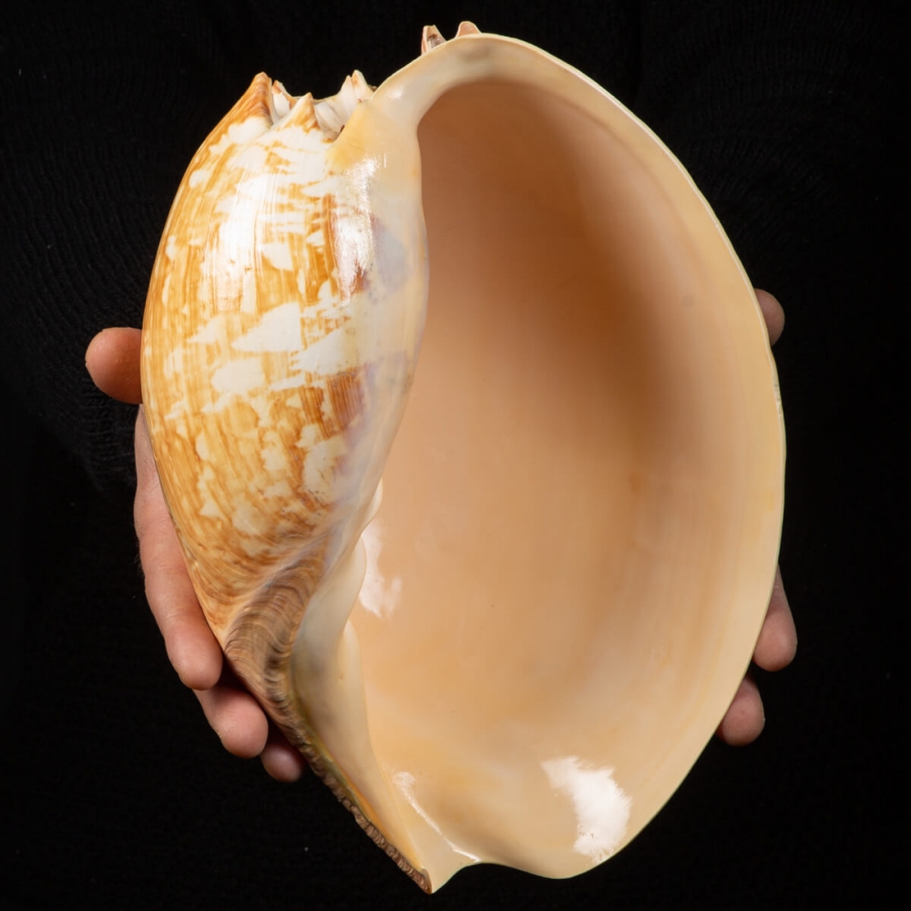 Melo Amphora - Australia