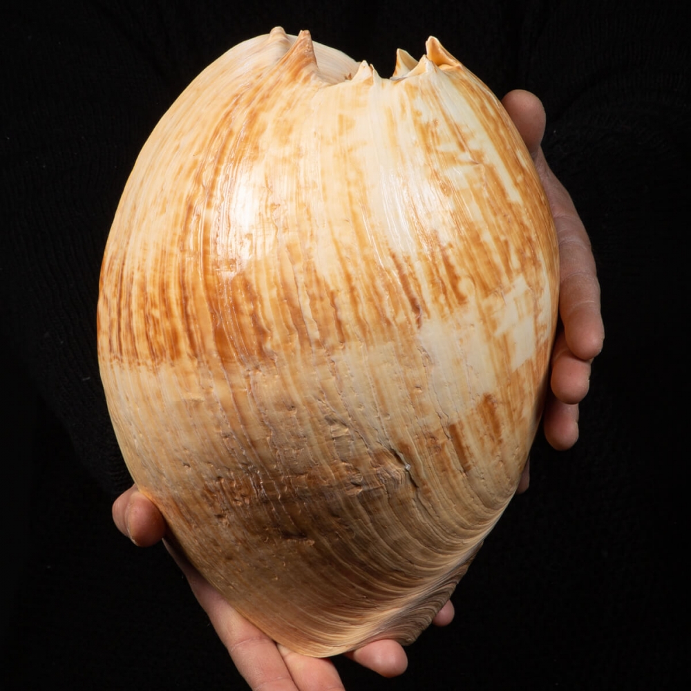 Melo Amphora - Australia