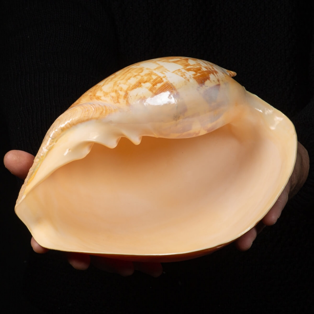 Melo Amphora - Australia