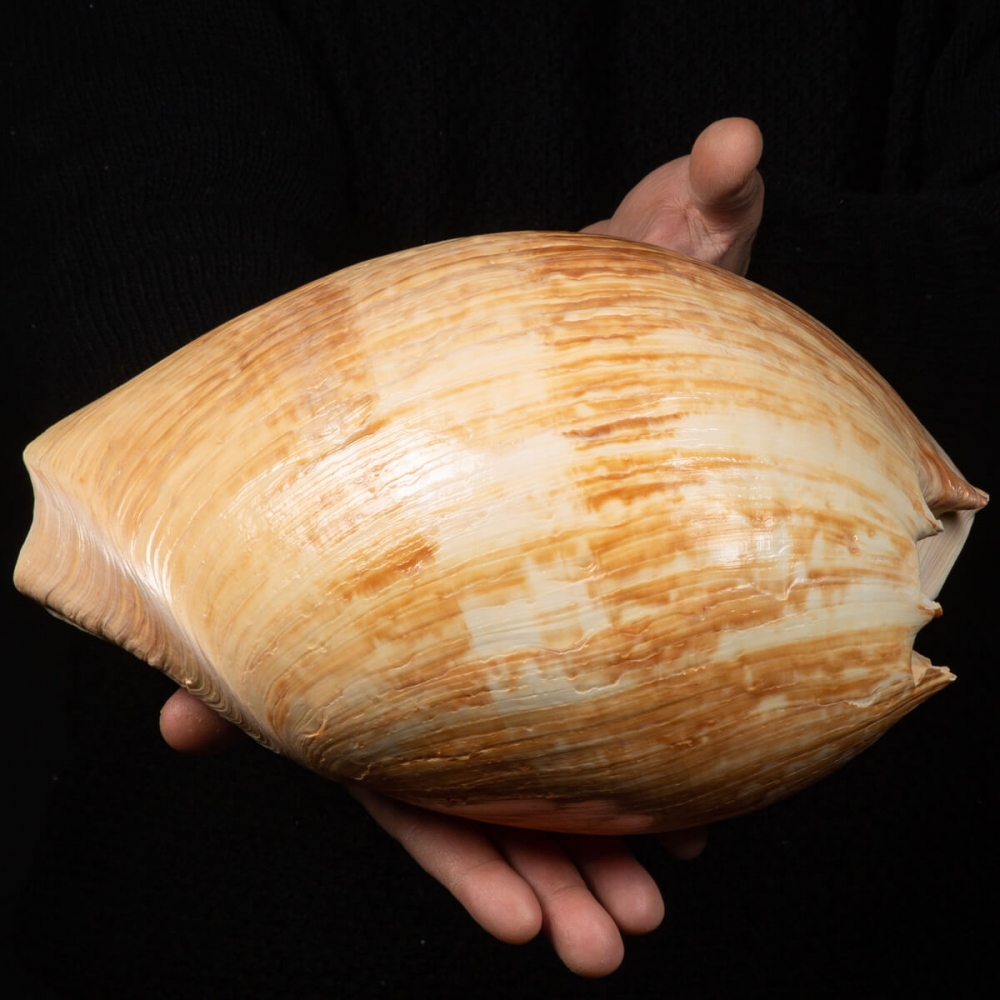 Melo Amphora - Australia