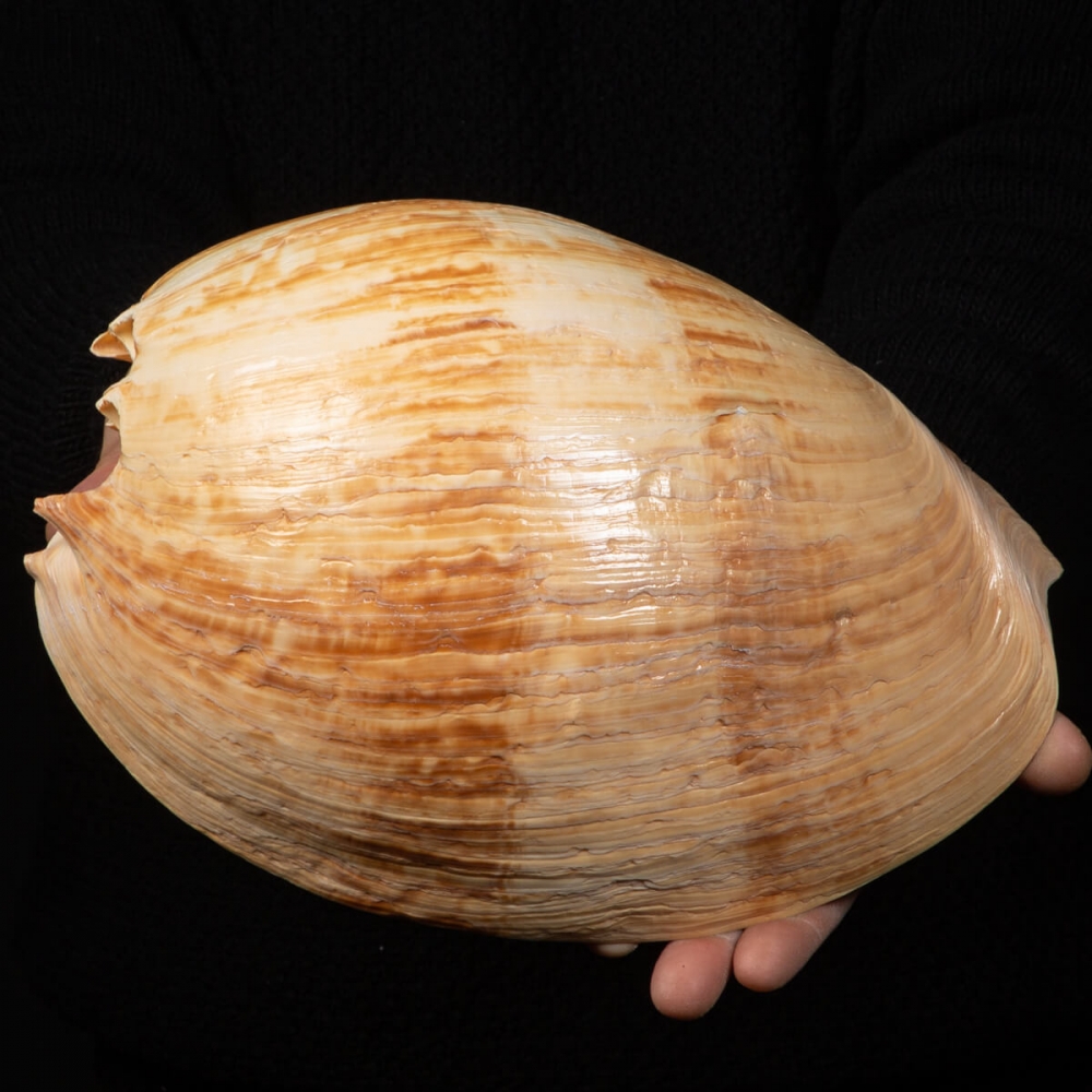 Melo Amphora - Australia