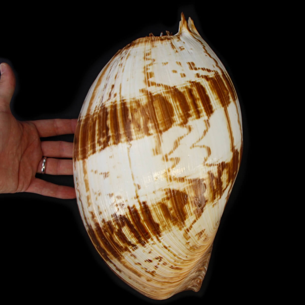 Melo Amphora - Australia