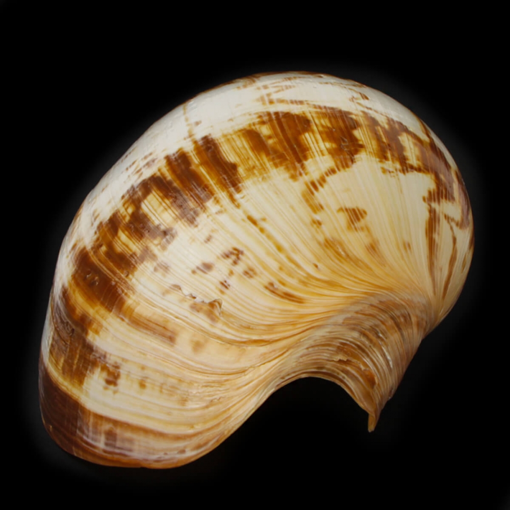 Melo Amphora - Australia