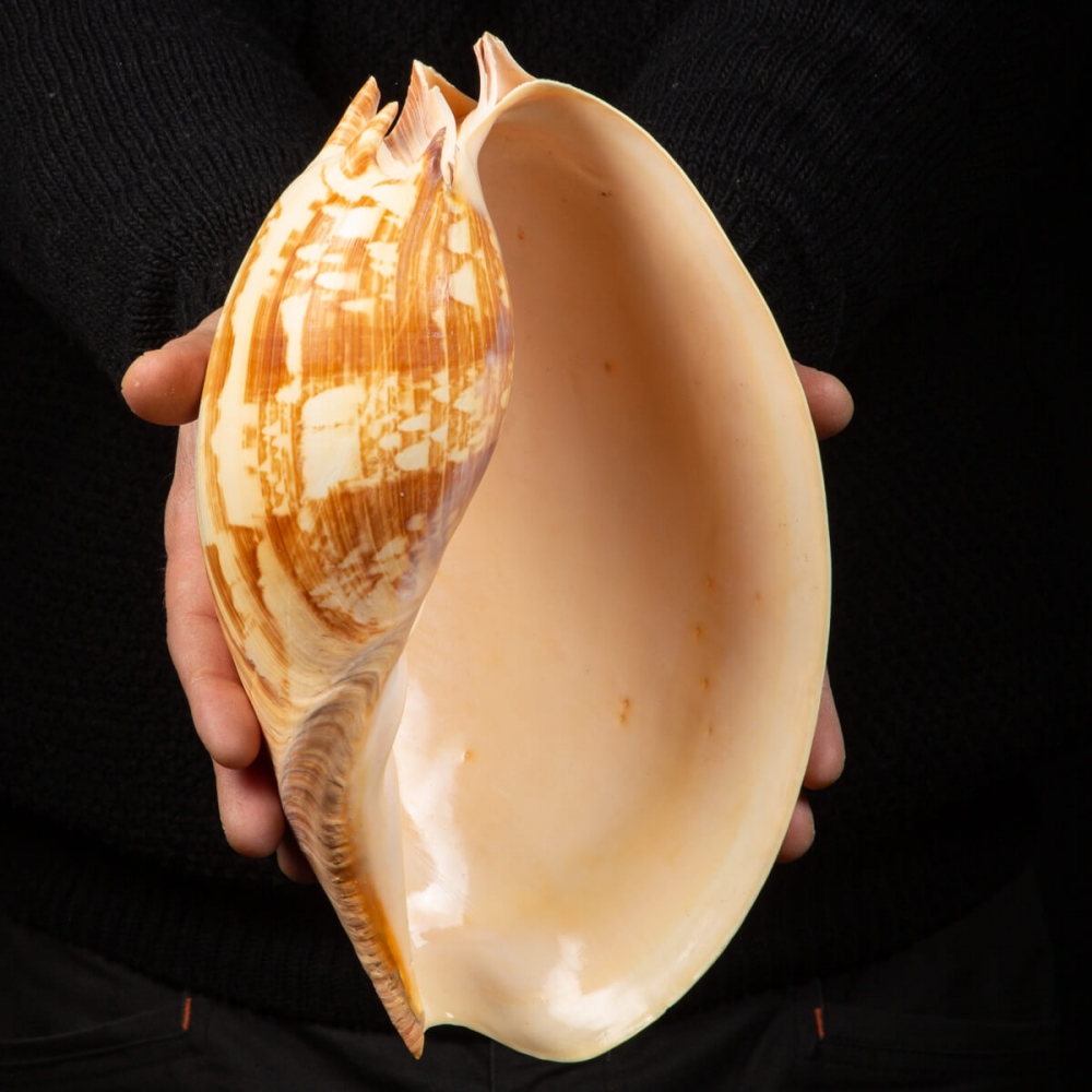 Melo Amphora - Australia