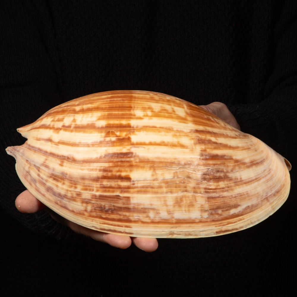 Melo Amphora - Australia