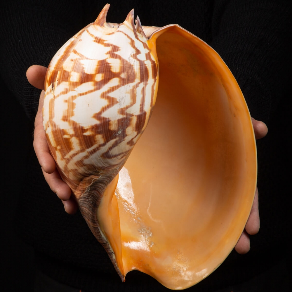 Melo Amphora - Australia