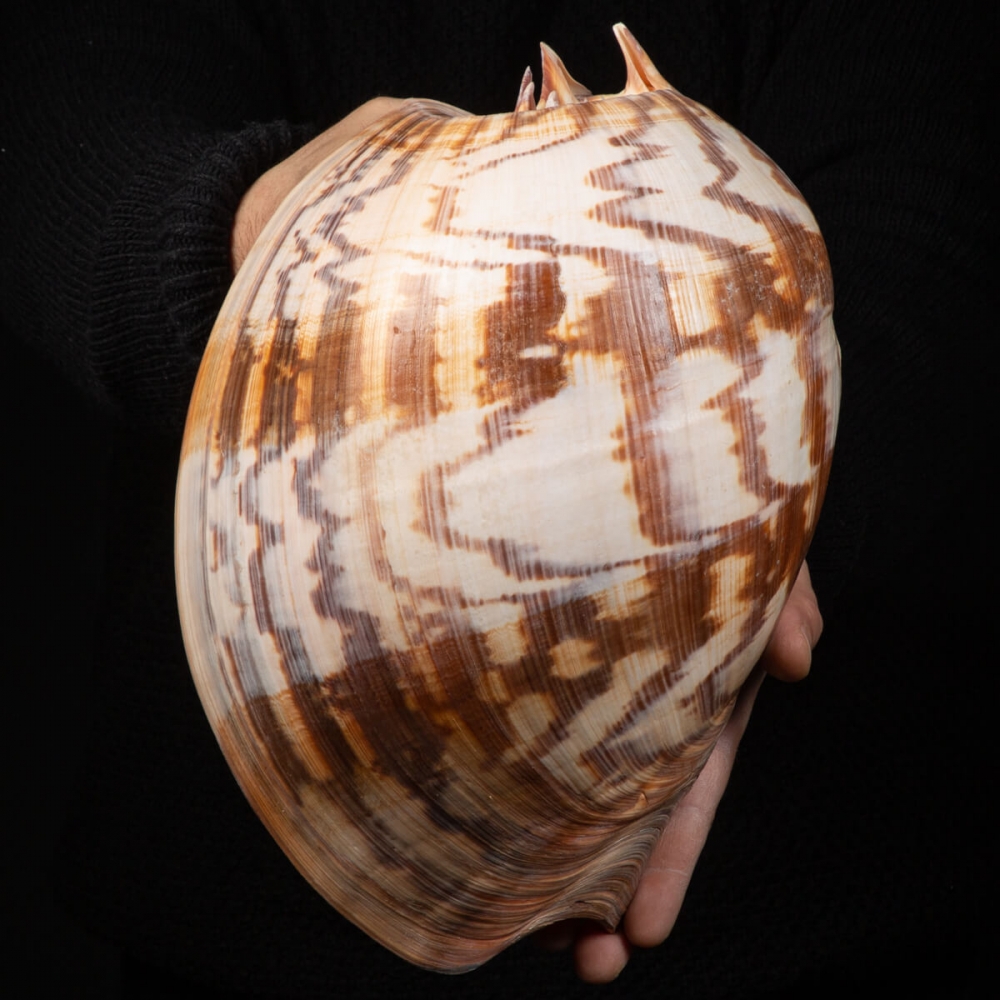 Melo Amphora - Australia