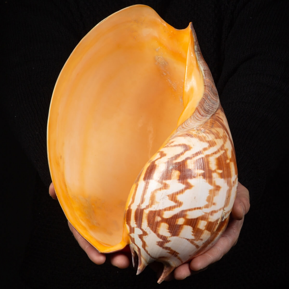 Melo Amphora - Australia