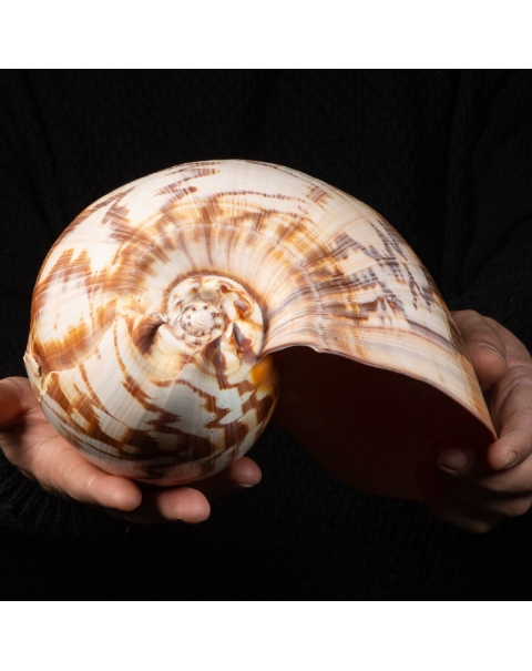 Melo Amphora - Australia
