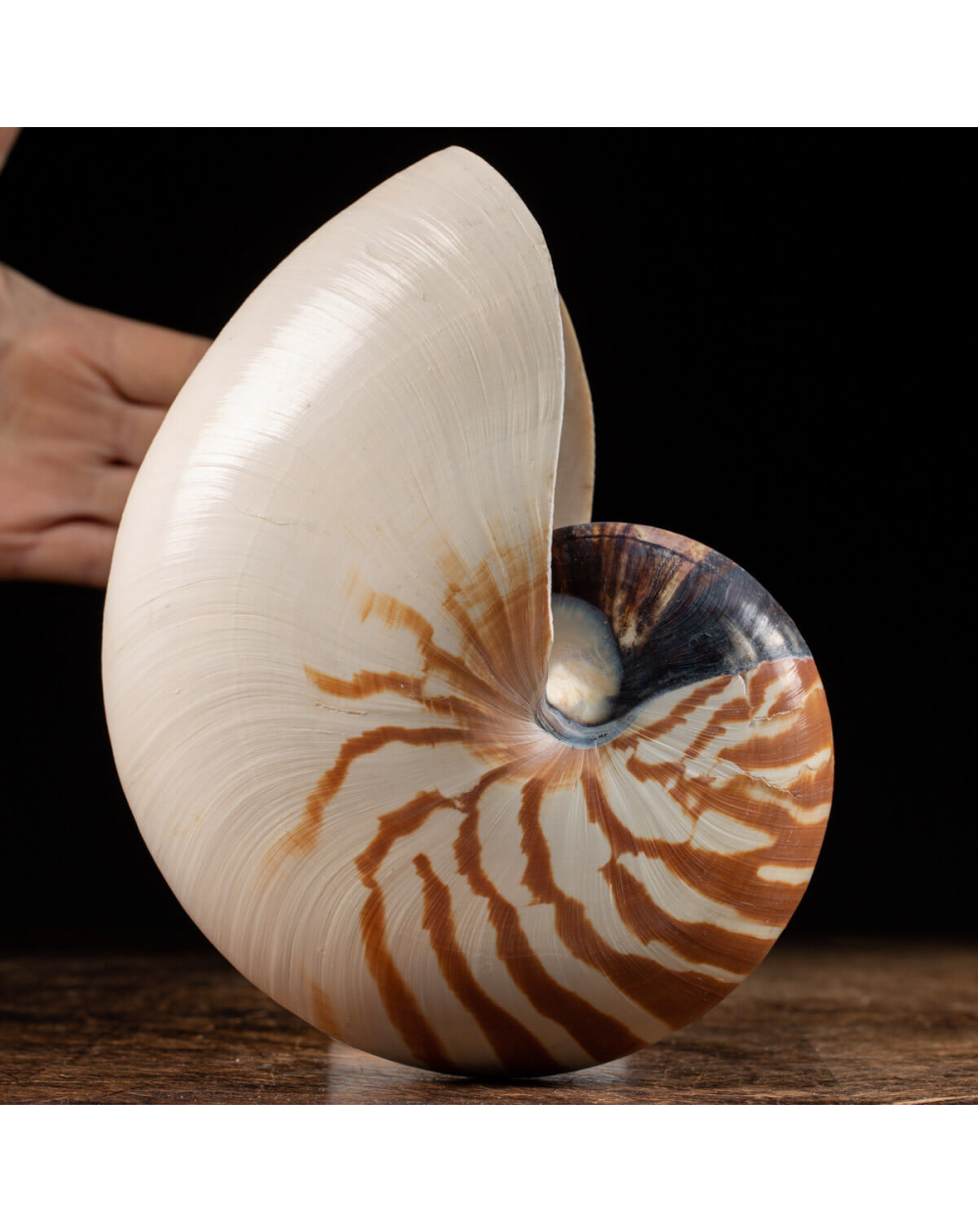 Nautilus Pompilius Schelp - NAU-09